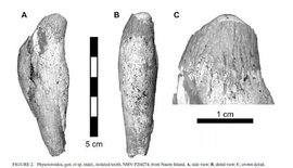 颧突抹香鲸_360百科