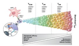 Tcm-中央记忆型T细胞_360百科