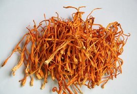 广东虫草子实体_360百科