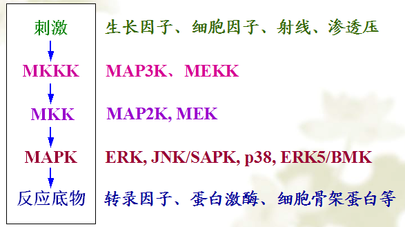 MAPK图册_360百科