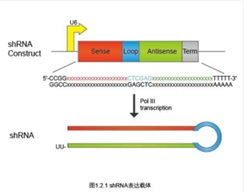 shrna图册_360百科