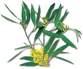 尤加利图册_360百科