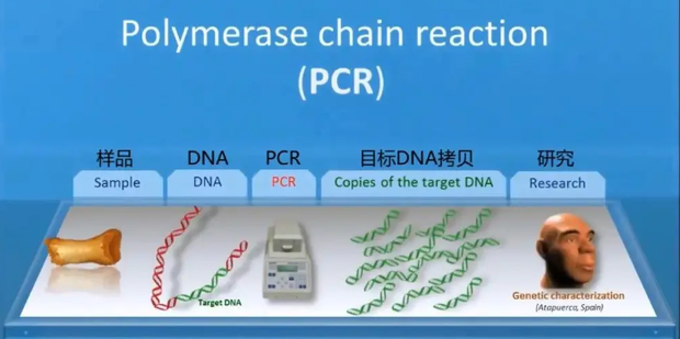 pcr内标的作用_360新知