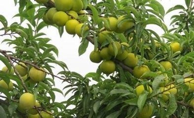 蜂糖李图册360百科