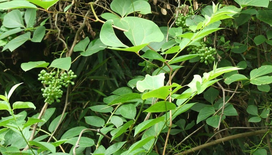 红藤图册_360百科