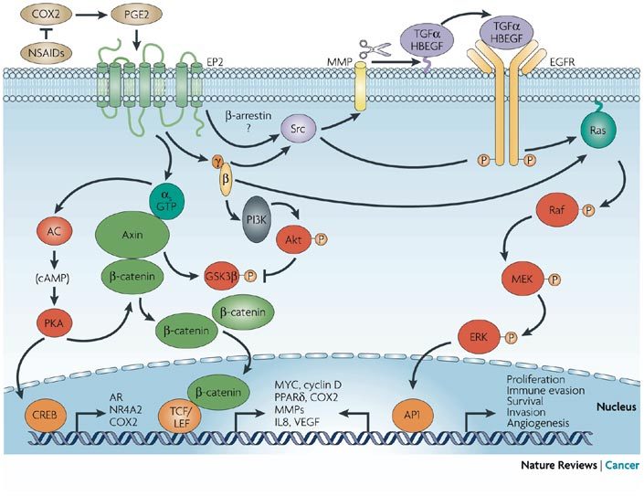 G蛋白偶联受体图册_360百科