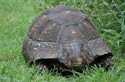 Tortoise图册_360百科