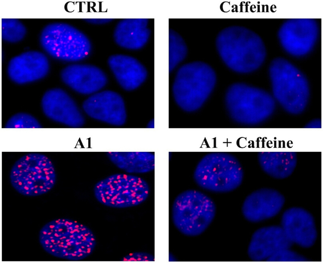 brdu图册_360百科