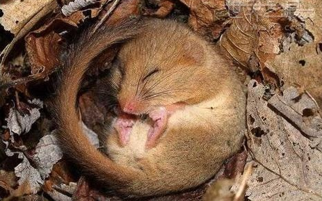 动物冬眠图册_360百科