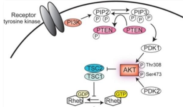 akt与akt1和akt2，akt3的区别 – 960化工网问答
