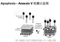 Annexin V图册_360百科
