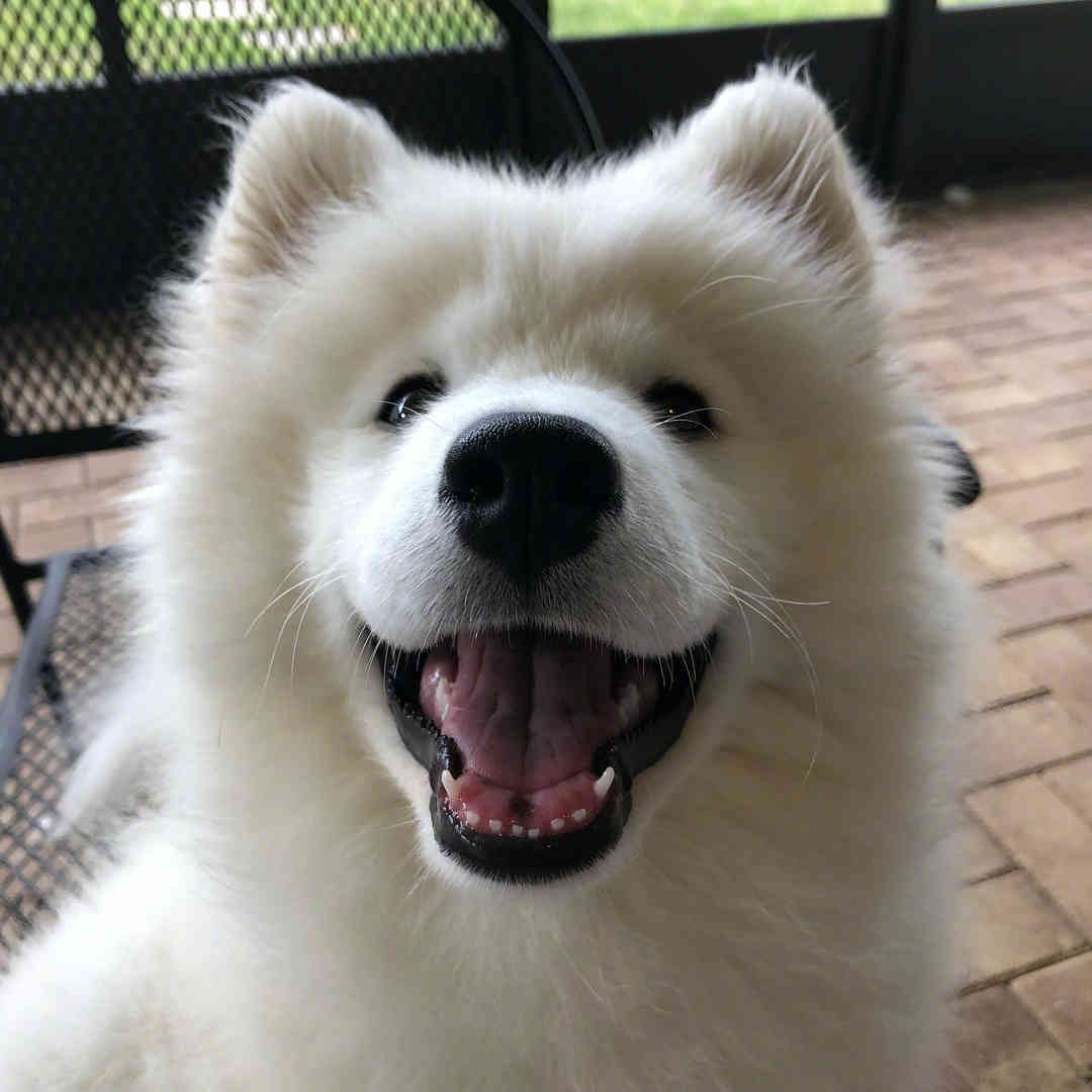 萨摩耶犬图册_360百科