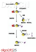 Oligo(dT)图册_360百科