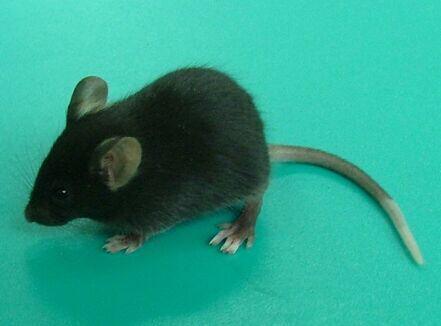 C57BL/6图册_360百科