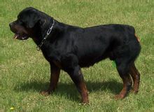 罗维纳犬图册_360百科