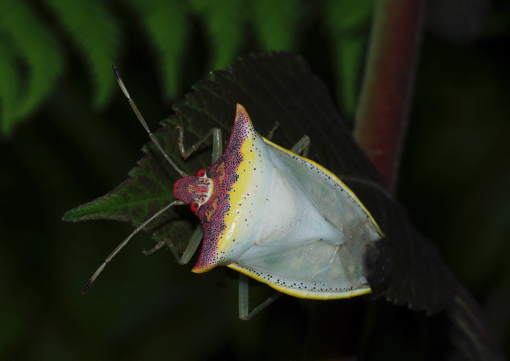 尖角普蝽_360百科