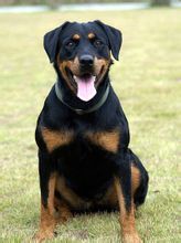 罗维纳犬图册_360百科