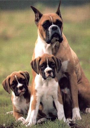 Boxer图册_360百科