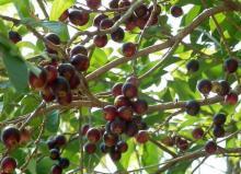 土坛树图册_360百科