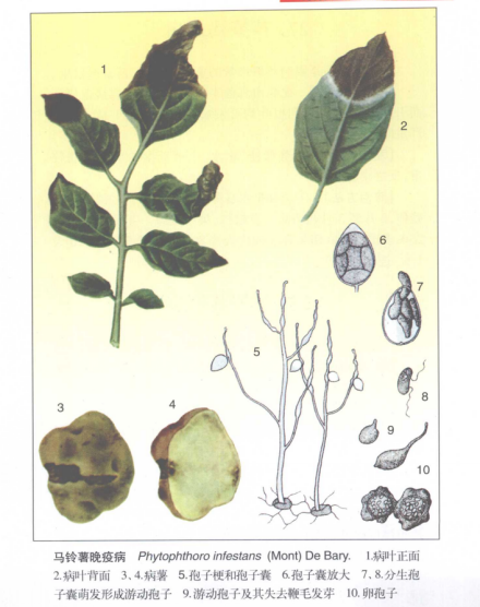 马铃薯晚疫病图册_360百科