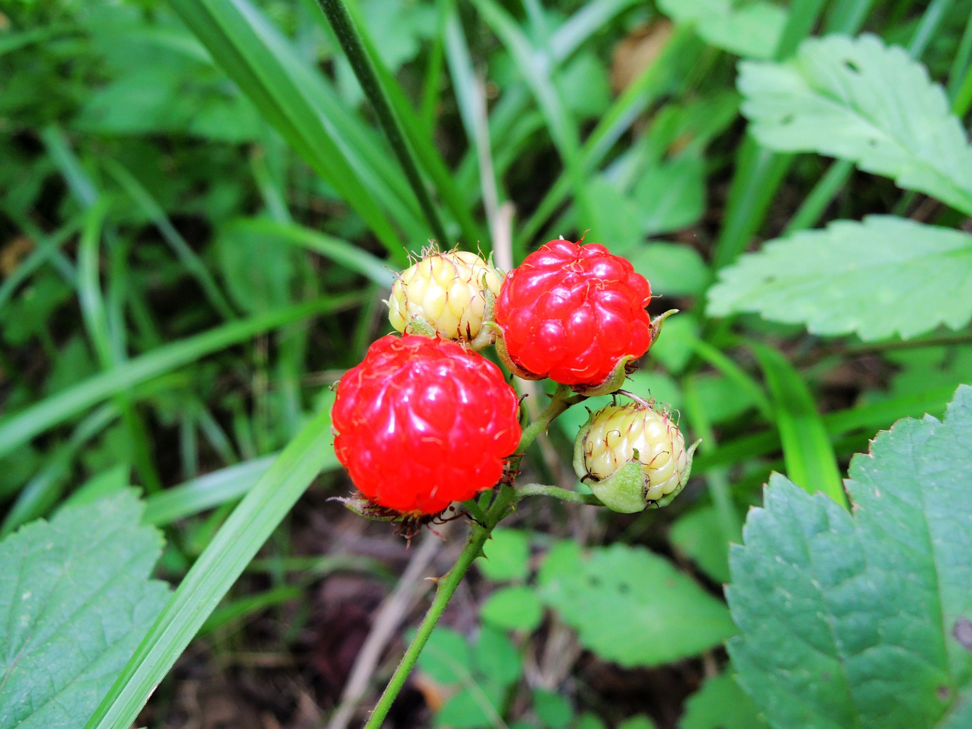 覆盆子图册_360百科