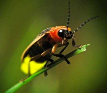 萤火虫图册_360百科