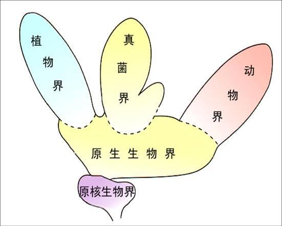 五界分类系统图册360百科
