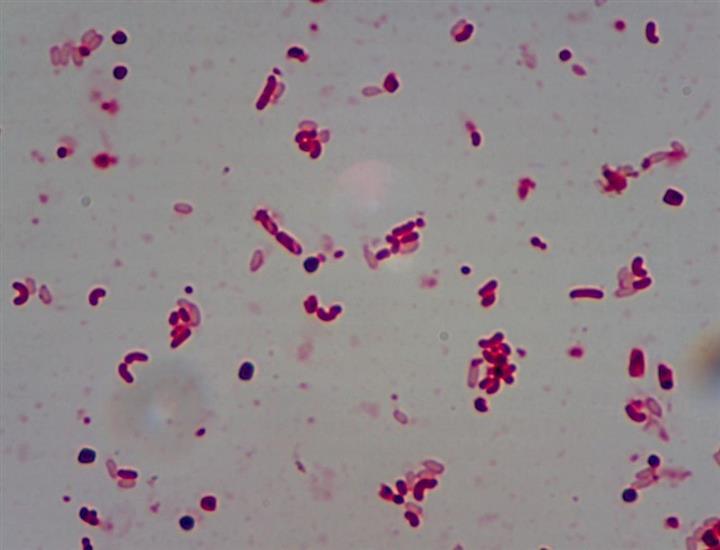 红细菌属_360百科