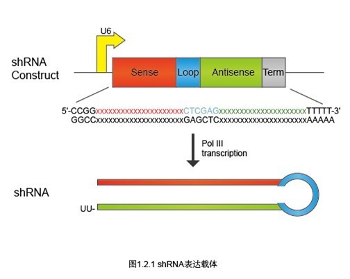 shrna图册_360百科