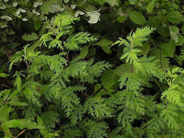 密毛白莲蒿图册_360百科