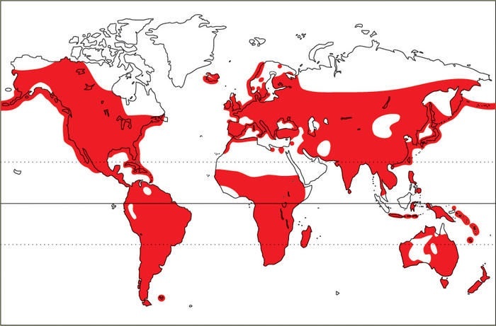 鸊鷉科图册_360百科
