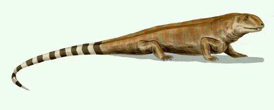 始祖单弓兽图册_360百科