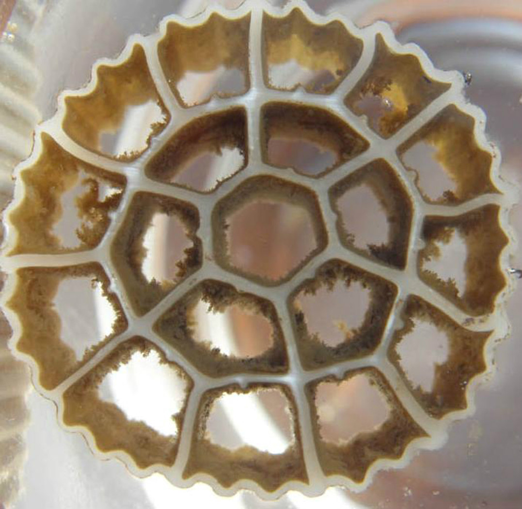 MBBR填料_360百科