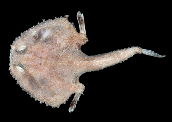 牙棘茄鱼图册_360百科