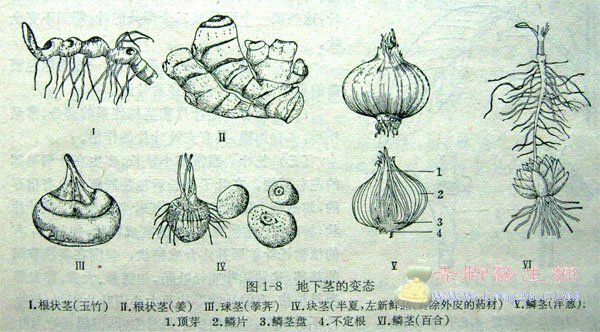 地下变态茎图册360百科