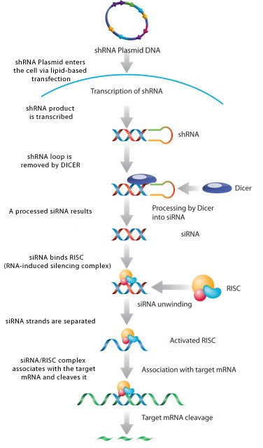 shrna图册_360百科