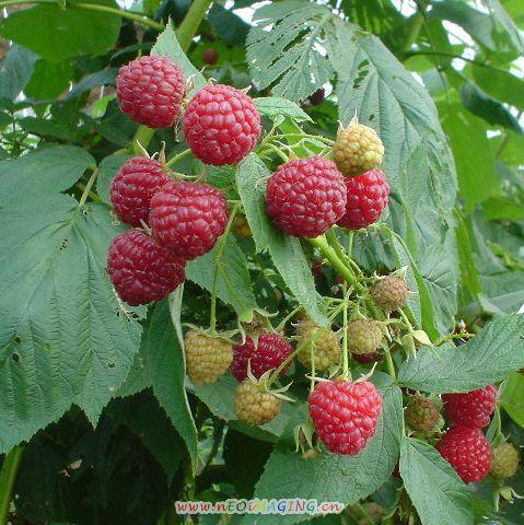 双季红树莓图册_360百科