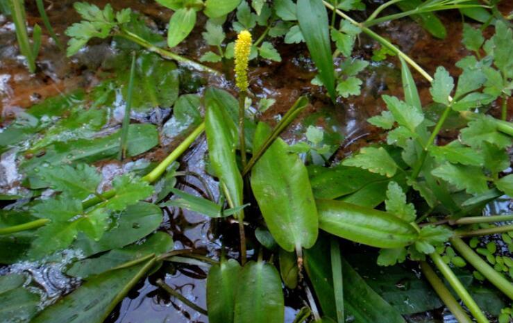 水蕹图册_360百科