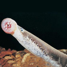 七星子鱼图册_360百科