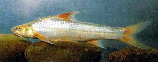 铜鱼图册_360百科