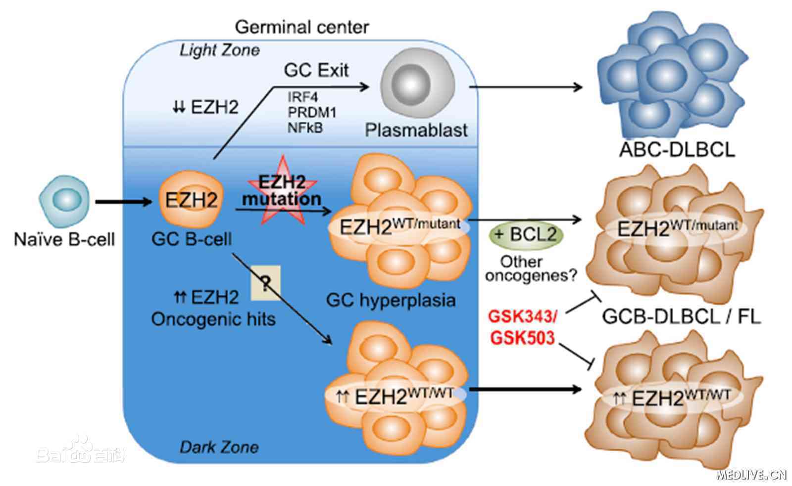 Bcl-2基因_360百科