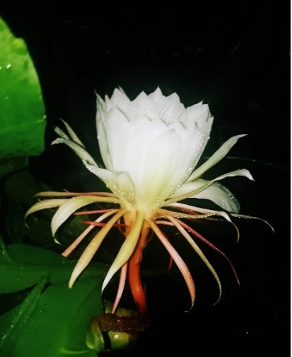 昙花一现图册_360百科