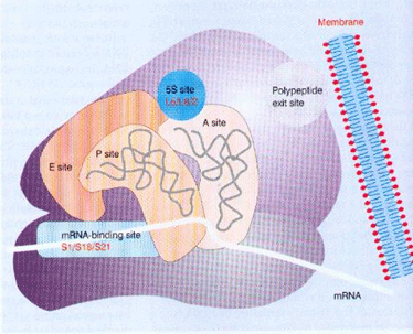 rrna图册_360百科