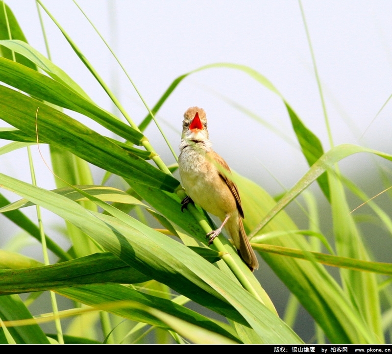 芦苇莺图册_360百科