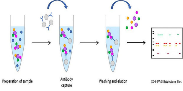 coip原理及实验步骤_360新知