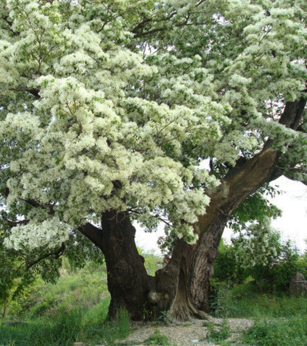 流苏树图册_360百科