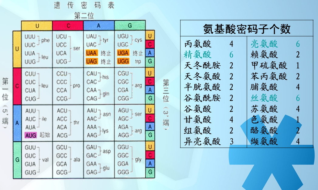 密码子图册_360百科
