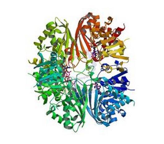 GAPDH图册_360百科