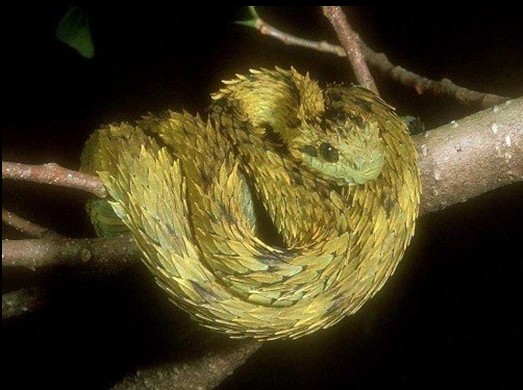 毛鳞树蝮图册_360百科