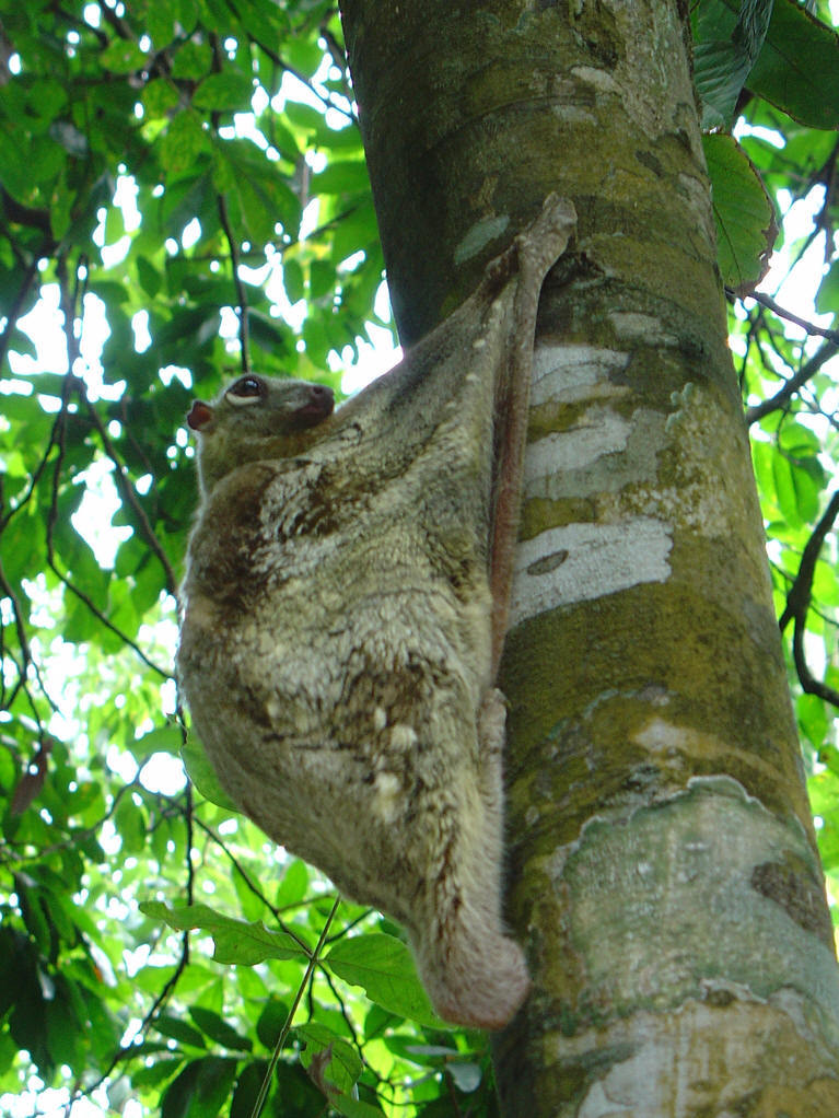 飞狐猴图册_360百科